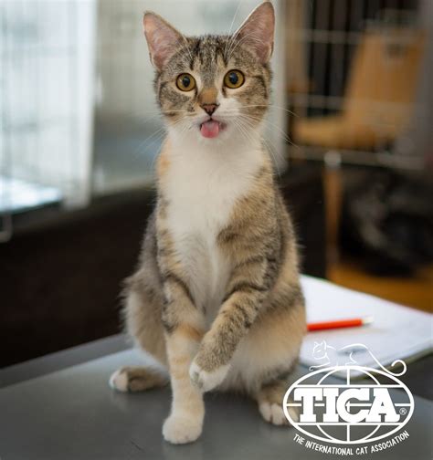 Pixiebob Tica The International Cat Association