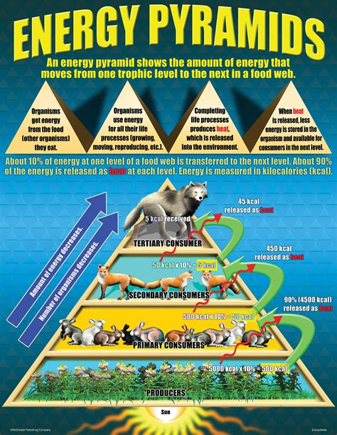 Temperate Deciduous Forest Energy Pyramid The Oak Triangle Showing