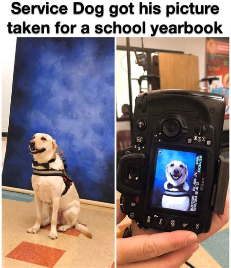 The Goodest Boy Scrolller The Goodest Boy Scrolller