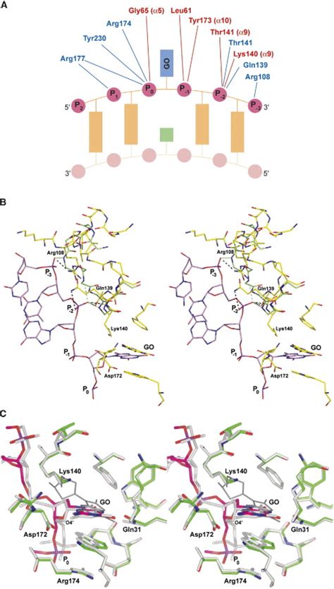 A Dna Glycosylase From Pyrobaculum Aerophilum With An 8 Oxoguanine