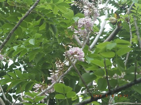 Photography With Dr Ernie Trees Madre De Cacao Gliricidia Sepium