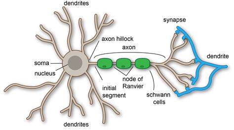 Which Structure In The Diagram Is A Dendrite Dendrites Neuro