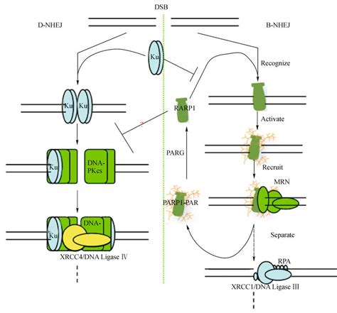 Schematic Model Of Nhej Left Panel D Nhej Right Panel B Nhej