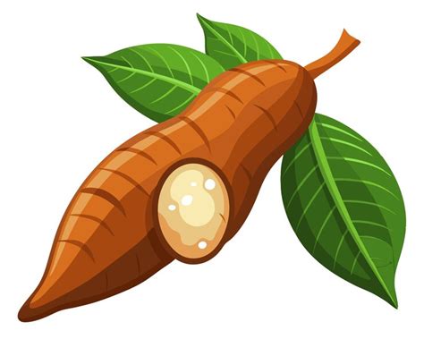 Cassava Vector Illustration Isolated In White Background Premium Ai Generated Vector