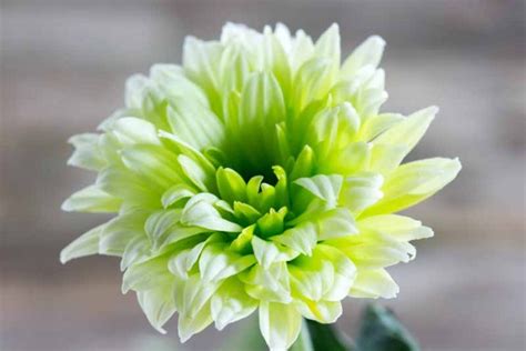 Green Flowers From Beautiful To Bizarre Gardeners Path