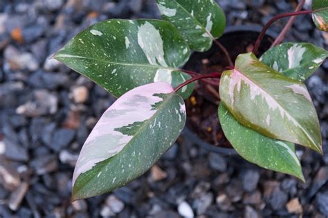 How To Grow Philodendron Pink Princess Bbc Gardeners World Magazine