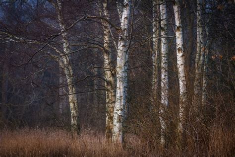 Birken Foto And Bild Landschaft Wald Bäume Bilder Auf Fotocommunity