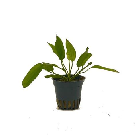 Echinodorus Oriental Akvarieboden