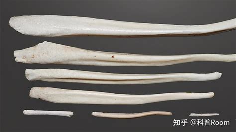 阴茎骨是什么？为什么人类没有？神秘知识揭秘 知乎