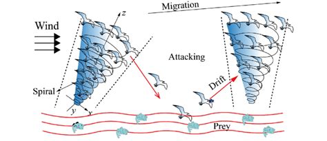 Migration And Attacking Behavior Of Seagulls Download Scientific Diagram