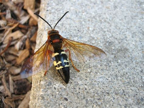 Natural Predators Of Cicada Killer Wasps Brandbasta