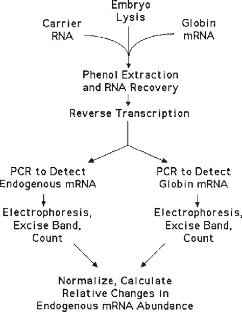Diagram Summarizing The Semiquantitative Rt Pcr Method Download Scientific Diagram