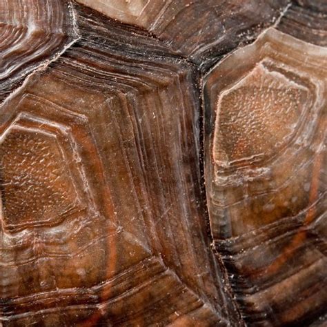 How Strong Are Turtle Shells All Turtles