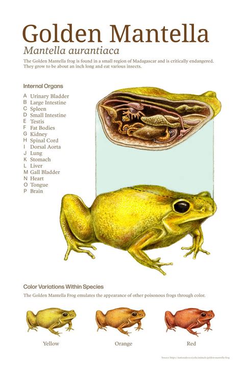 Golden Mantella Cutaway Diagram By Sarah Arvizu Barcelo At
