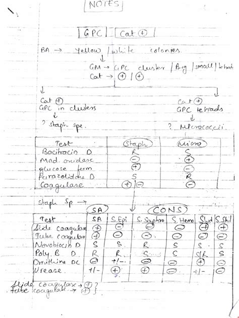 Bacteria Flowchart Pdf