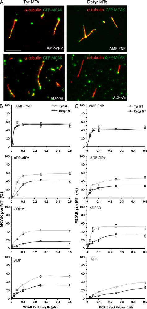 Microtubule Depolymerization Process Semantic Scholar