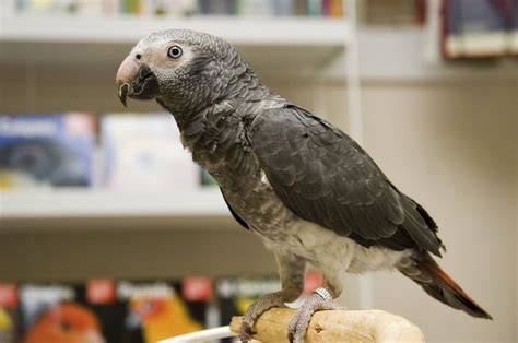 Timneh African Grey Parrot Health Personality Colors And Sounds