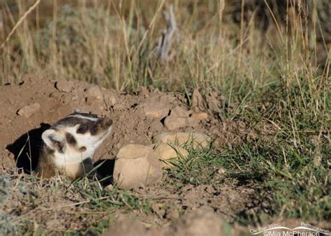 American Badger Coming Out Of Its Burrow Mia Mcphersons On The Wing