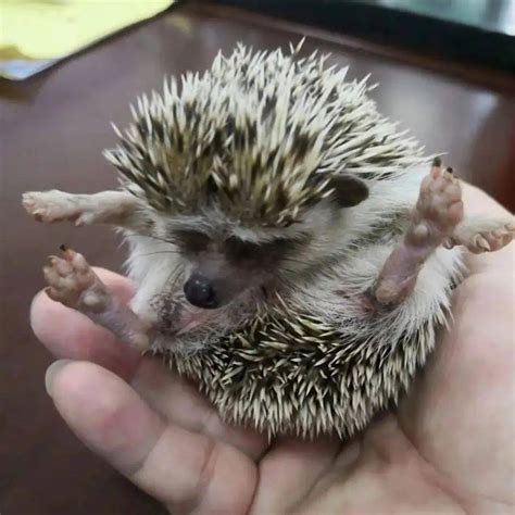 在吉水，一只小刺猬迷路了，别怕，警察叔叔送你回家！保护巩某便群众