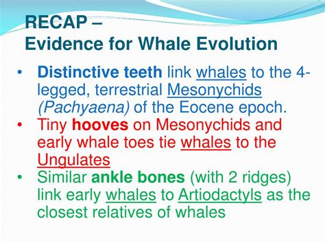 Ppt Notes Whale Evolution Powerpoint Presentation Free Download