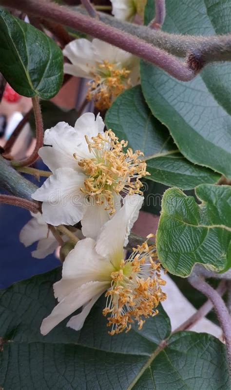 Male Actinidia Kiwi Flower In Blossom On The Branches Macro