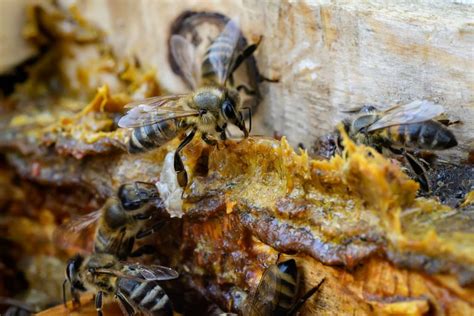 What Is Bee Propolis