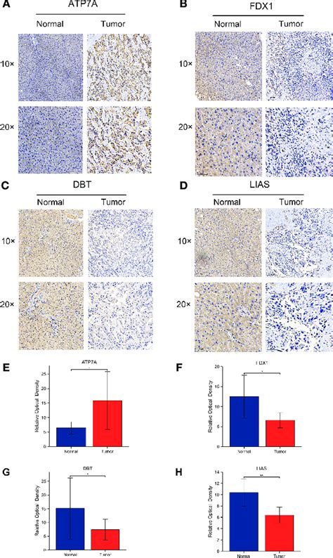 Protein Expression Levels Of 4 Crgs Using Immunohistochemistry A D Download Scientific
