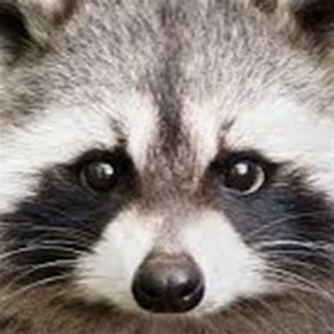 Erju Mapache Youtube