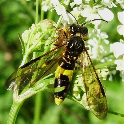 Tenthredo Temula Arthropodafotosde