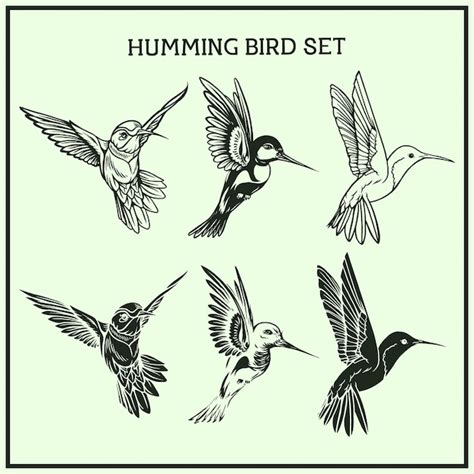 Premium Vector Humming Bird Set