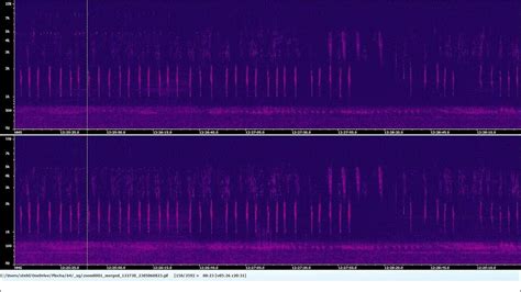 Žluva Hajní1 Youtube