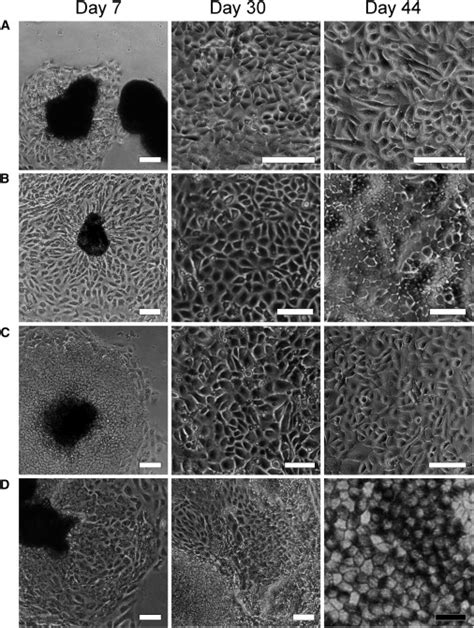 Cell Morphology At Different Stages Of Differentiation Download High Resolution Scientific Diagram