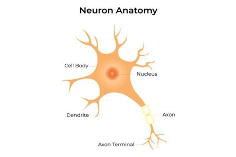 Neuron Anatomy Science Design Vector Graphic By Hamjaiu · Creative Fabrica Neuron Anatomy Science Design Vector Graphic By Hamjaiu · Creative Fabrica