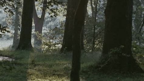Forest S