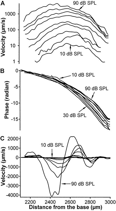 Basilar Membrane Frequency