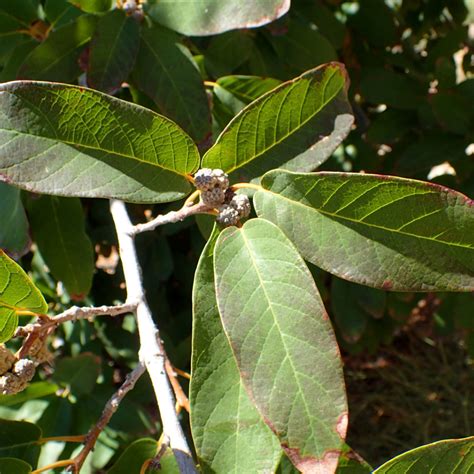 Quercus Polymorpha Monterrey Oak Green Things Nursery Green Things Nursery