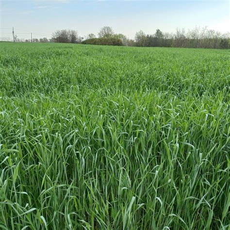 Lesan Rozs Vetőmag 20 Kg Sersia Farm Vetőmagok és Talaj