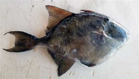 Gray Triggerfish Fishing Guide How To Catch Balistes Capriscus