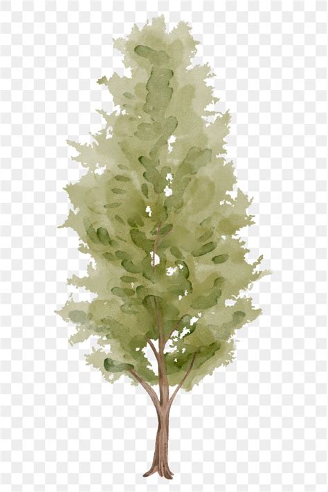 Watercolor Tree Images Free Photos Png Stickers Wallpapers