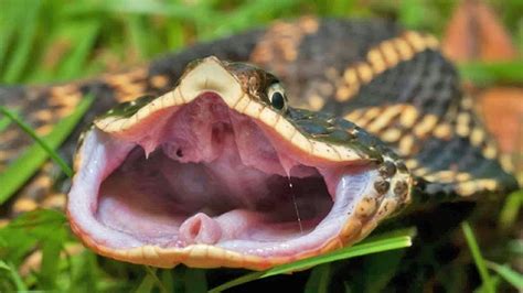 ۱۰ تا از زشت‌ترین مار‌های جهان را بشناسید تصاویر