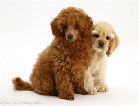 American Cocker Spaniel Breed Guide Learn About The American Cocker