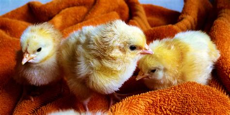 Birds Chicks Three 3 Hd Wallpaper Rare Gallery