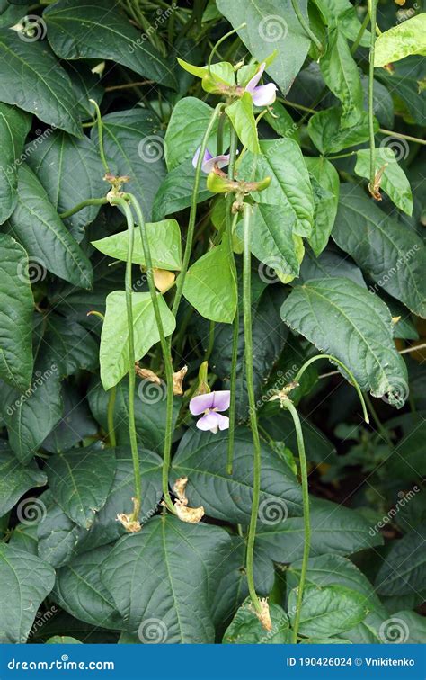 Planta De La Cowpea Vigna Unguiculata Foto De Archivo Imagen De Salud