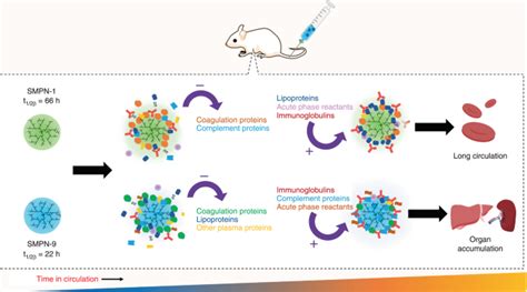 Blood Circulation Of Soft Nanomaterials Is Governed By Dynamic