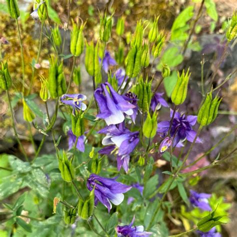 Crainic Madeea Cristina University Of Agricultural Sciences And Veterinary Medicine Cluj