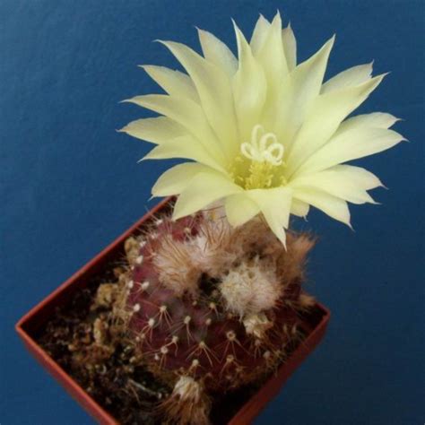 Frailea Mammifera Plant Care And How To Grow Water