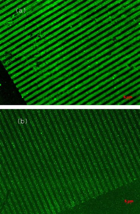 Color Online Fluorescence Detection Showing The Presence Of Igg In A