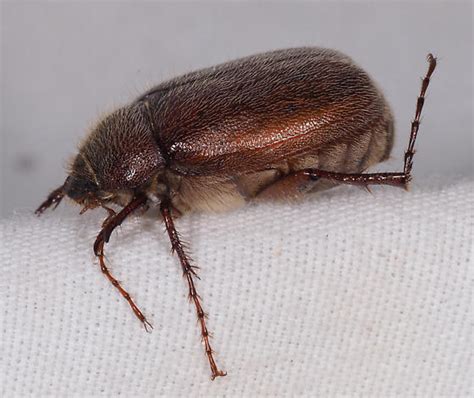 May Beetle Bugguide Net
