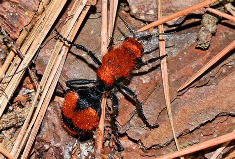 Identity Crisis~ Female Red Velvet Ant Aka Cow Killer Das Flickr