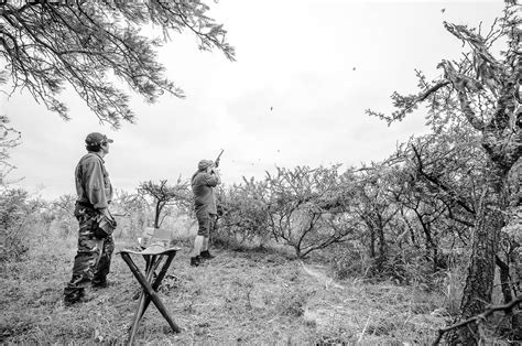 Cordoba Dove Hunting Cordoba Dove Shooting Argentina Dove Hunting